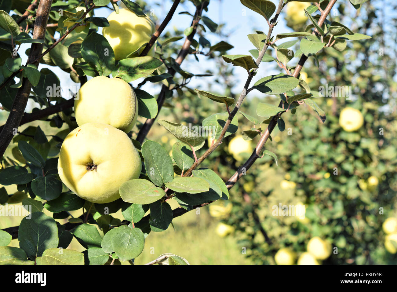 Apple quince fruit orchard Stock Photo - Alamy