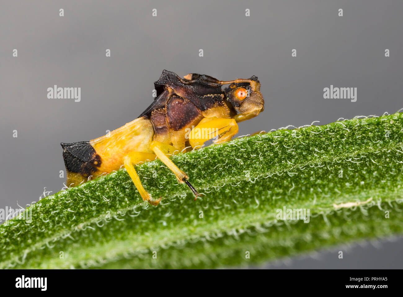 Phymata Sp High Resolution Stock Photography and Images - Alamy