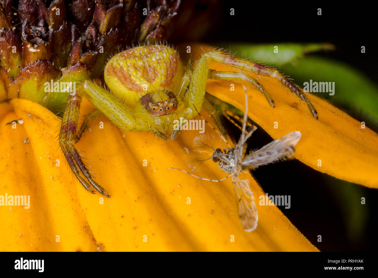 Crab Spider with a captured midge fly on a Black-eyed Susan - Ontario ...