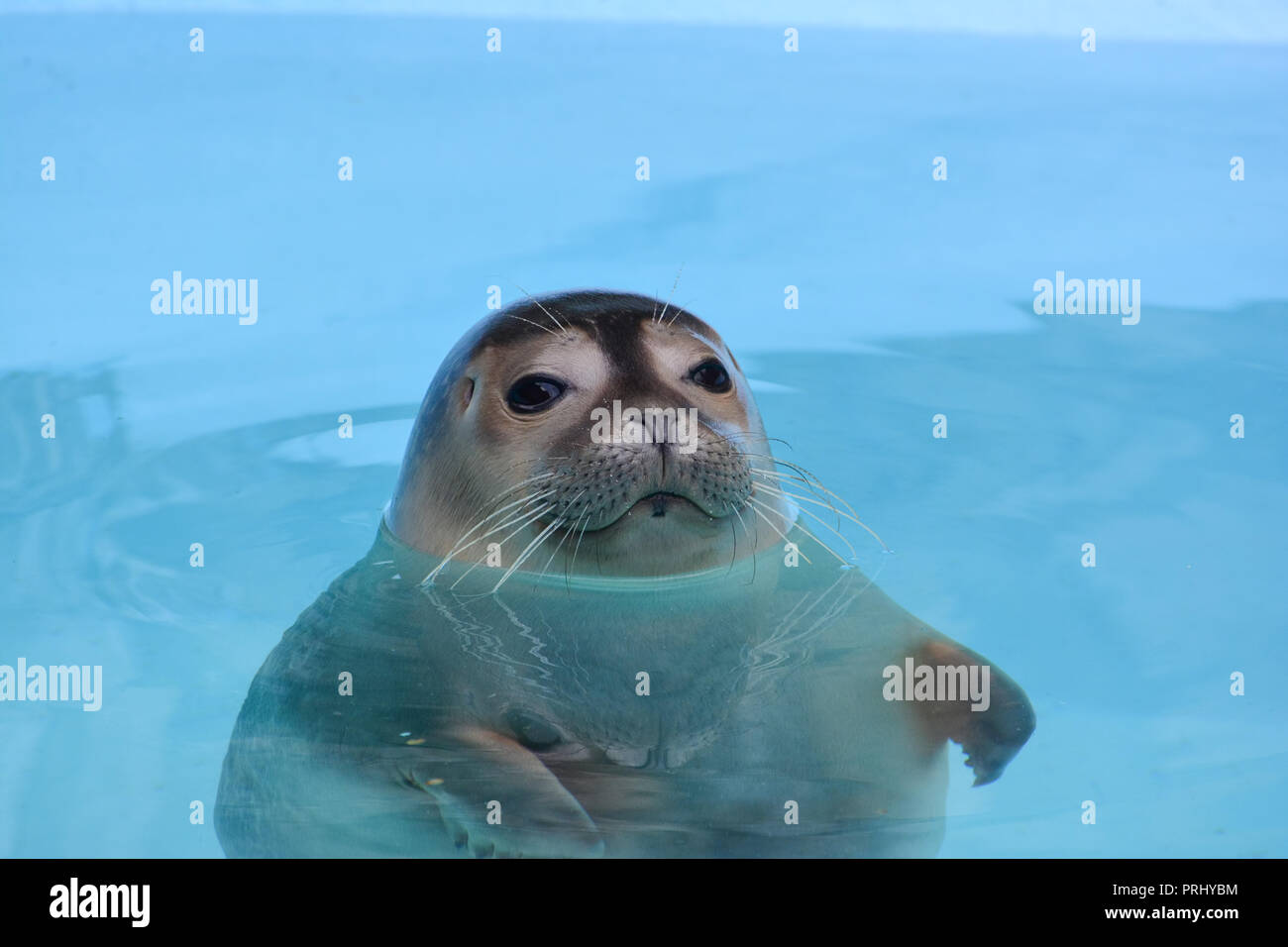 Curious seal looking straith, floating in clear, turquoise sea water ...