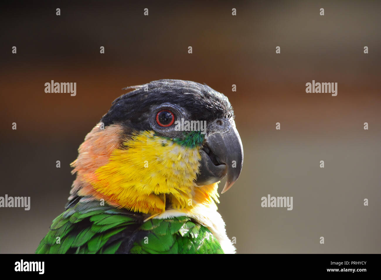 White parrot yellow head feathers hi-res stock photography and images ...