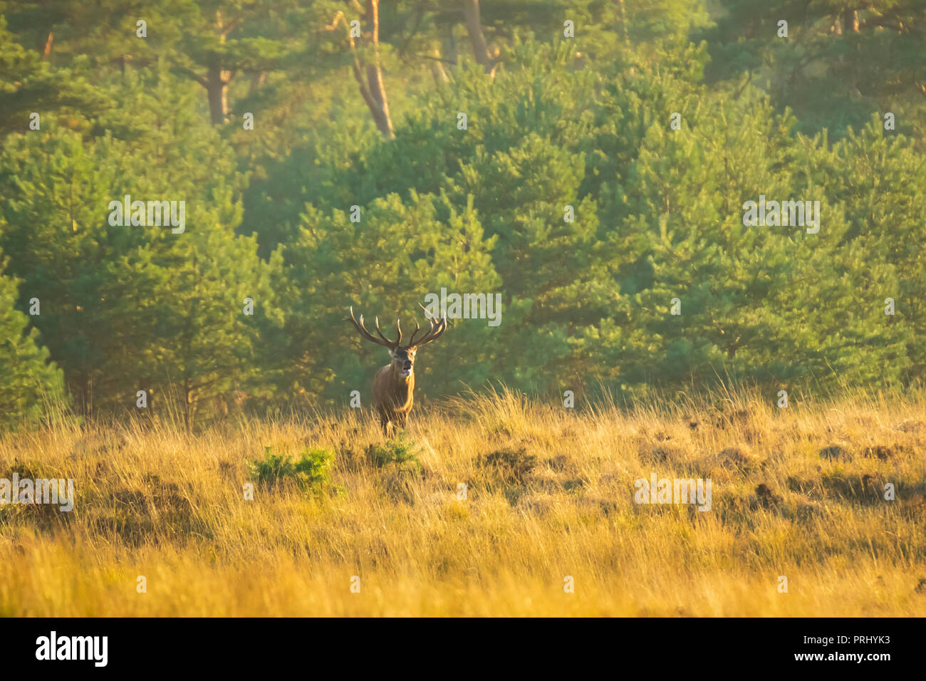 Mating for deer hi-res stock photography and images - Alamy