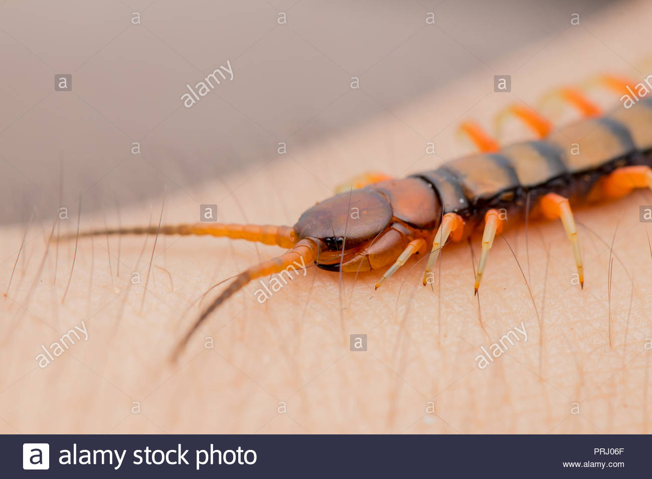 Millipede Head Stock Photos & Millipede Head Stock Images - Alamy