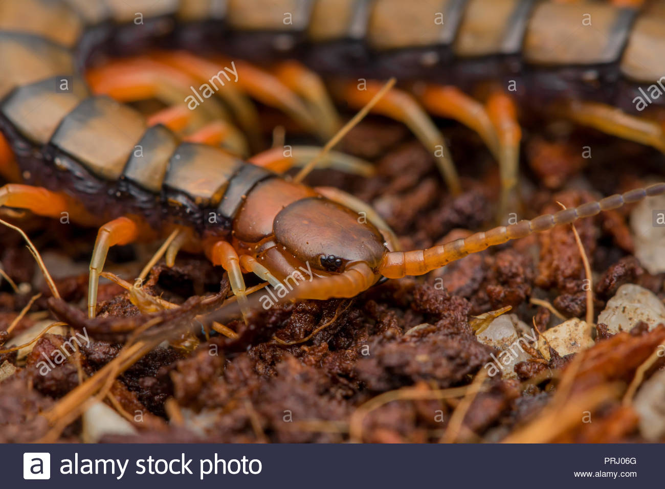 Millipede Head Stock Photos & Millipede Head Stock Images - Alamy