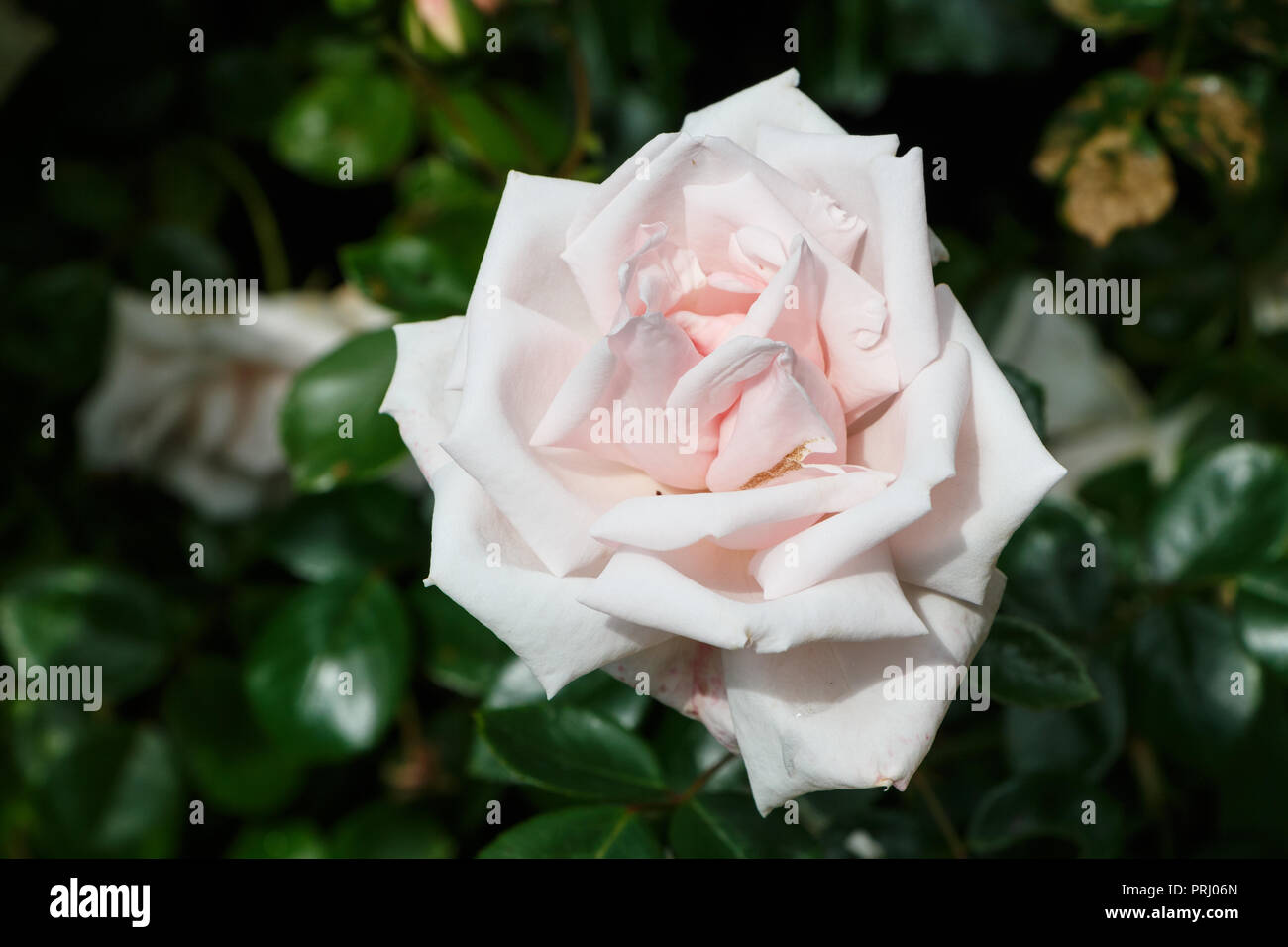 Pink rose in a garden during spring Stock Photo - Alamy