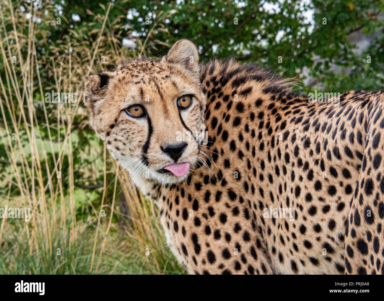 Cheetah ears hi-res stock photography and images - Alamy