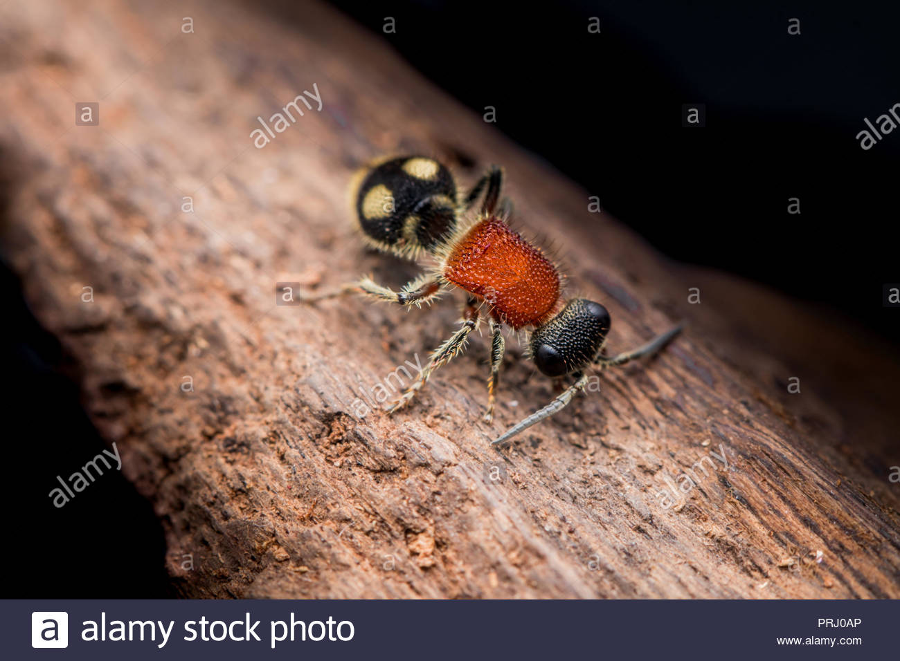 Mutillidae Stock Photos & Mutillidae Stock Images - Alamy