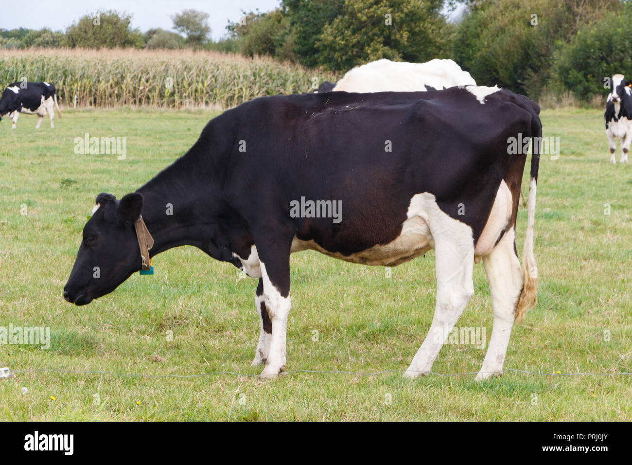 Holstein cow hi-res stock photography and images - Alamy