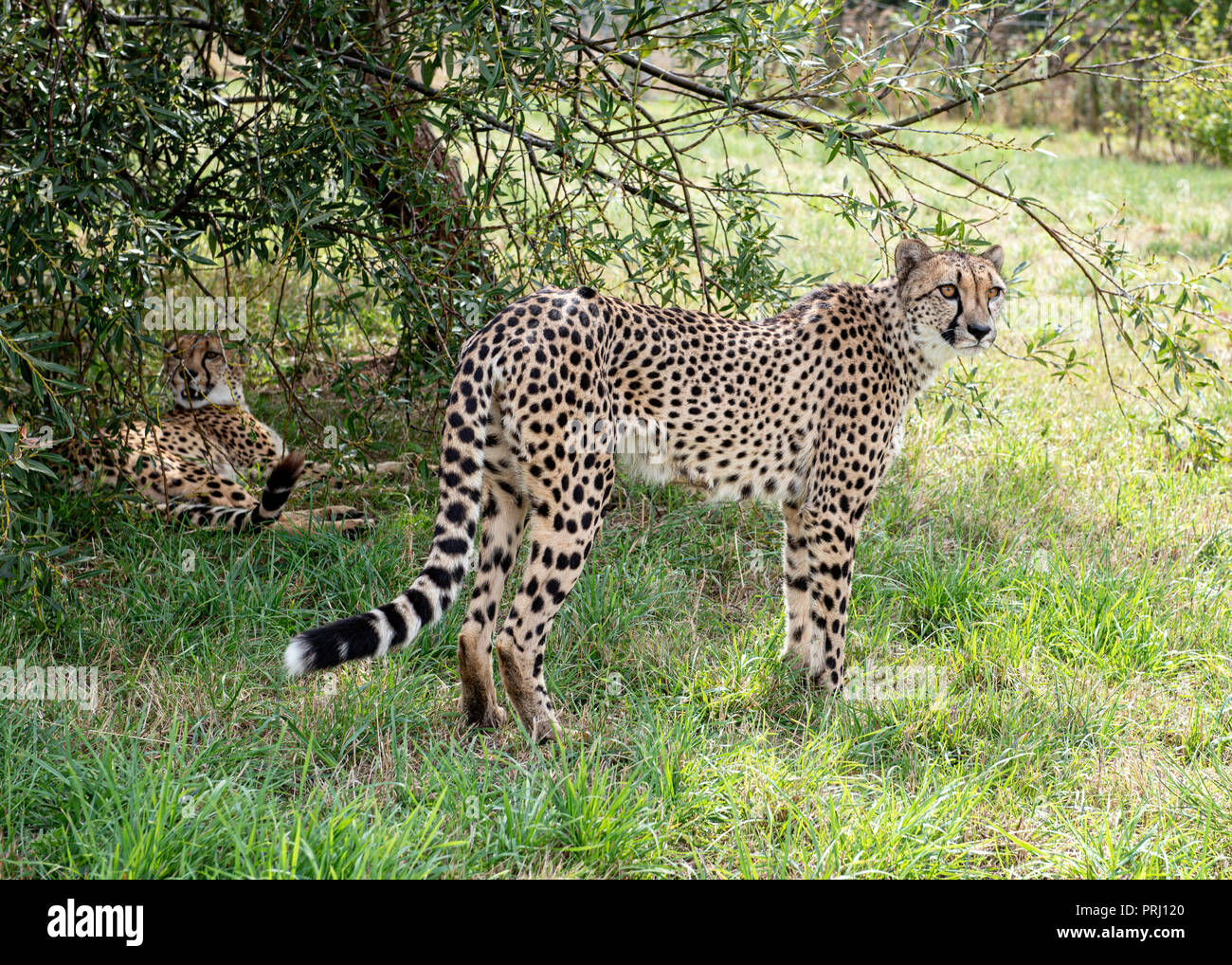 UK, Hamerton Zoo - 17 Aug 2018: Cheetah in captivity, standing Stock ...