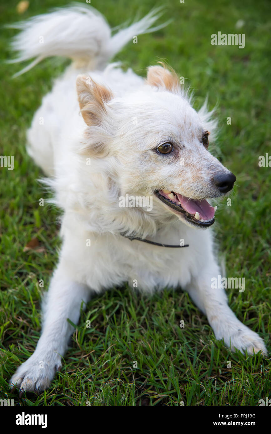 White hairy pet dog hi-res stock photography and images - Alamy