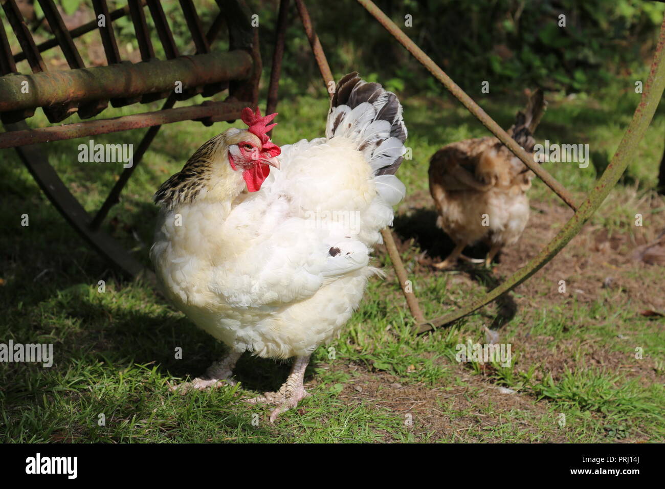 Light and Buff Sussex hens on a farm, Ceredigion, Wales, Great Britain ...