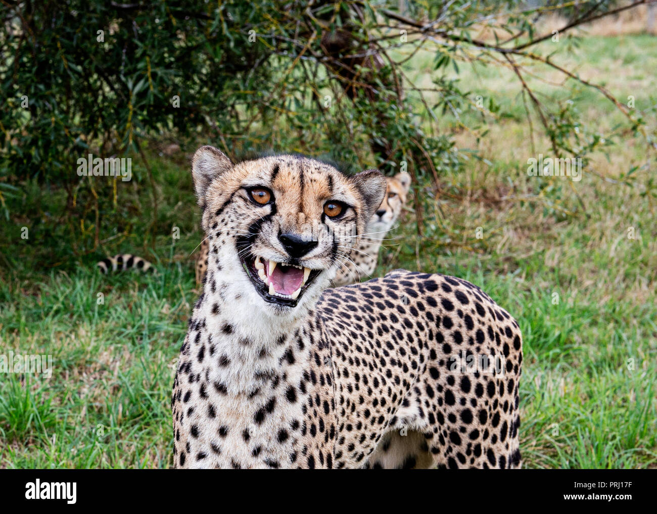 Cheetah laughing hi-res stock photography and images - Alamy