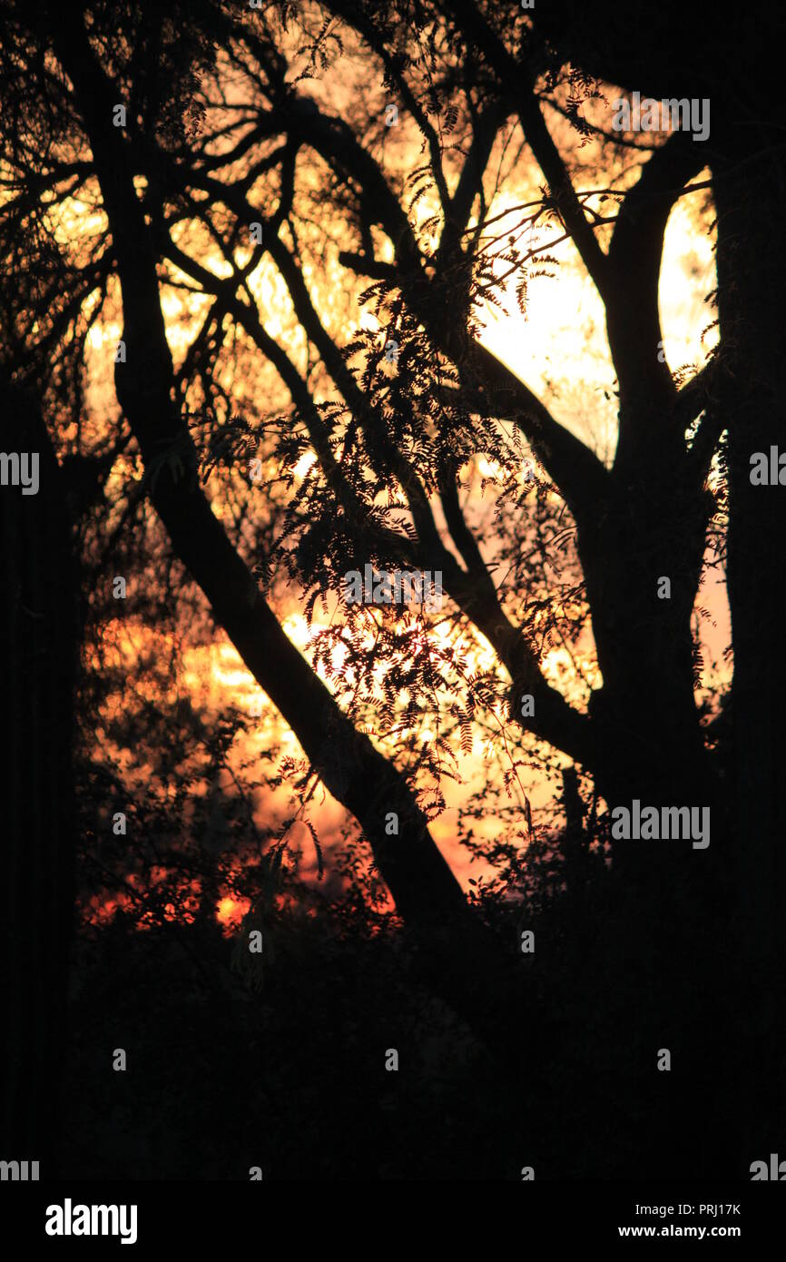 Mesquite Tree Sonoran Desert High Resolution Stock Photography and ...