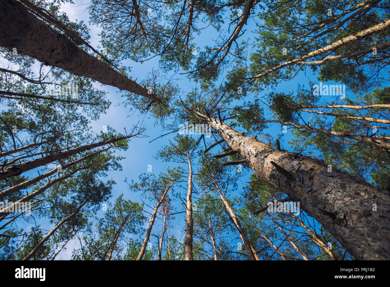 pine forest at day Stock Photo - Alamy