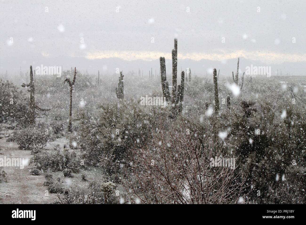 Sonoran Desert Snow Stock Photos & Sonoran Desert Snow Stock Images - Alamy