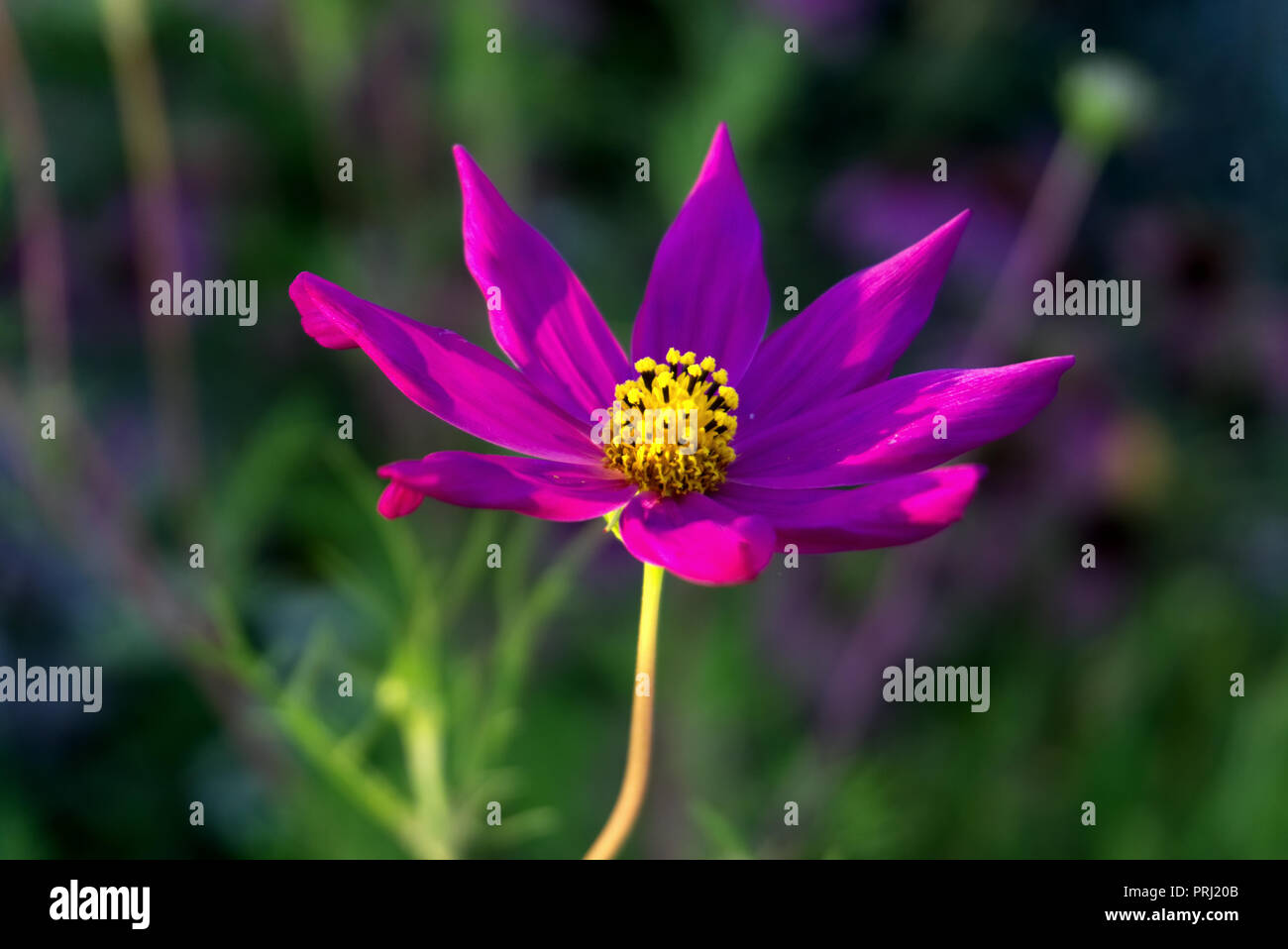 Middle part of flower hi-res stock photography and images - Alamy