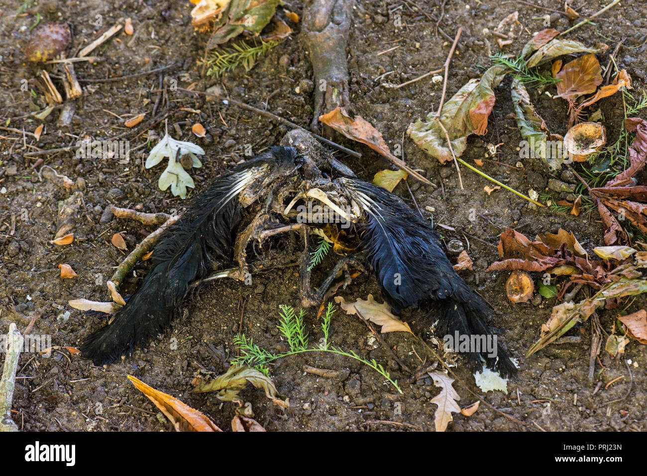 Dead decaying black bird on hi-res stock photography and images - Alamy