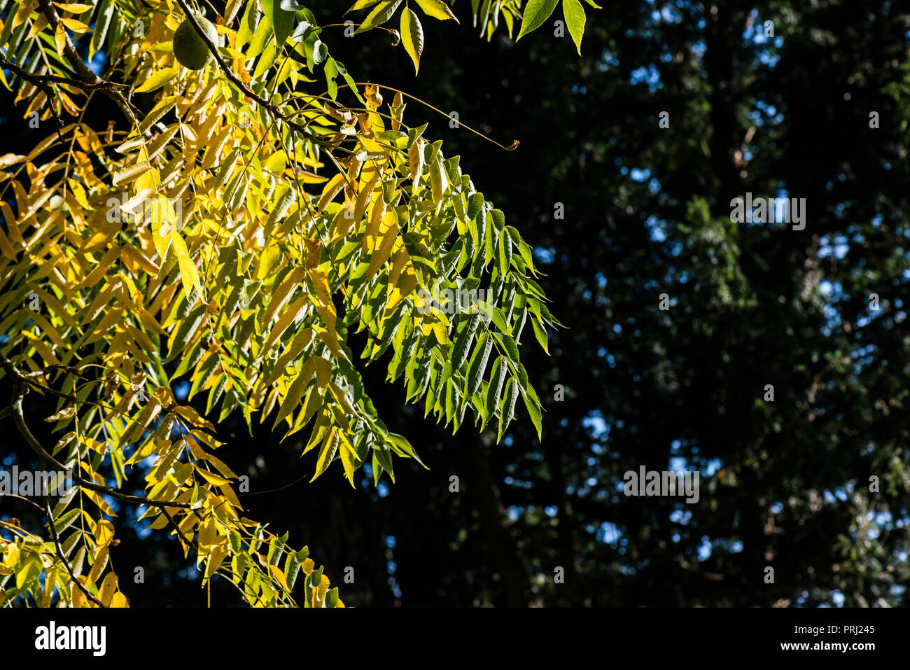 Black walnut tree hi-res stock photography and images - Alamy