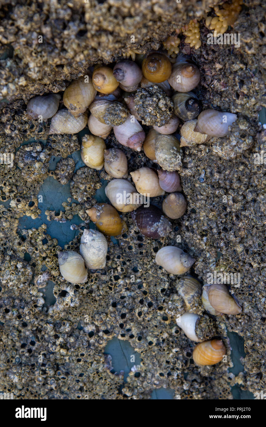 Common periwinkles (Littorina littorea), Llanddwyn Bay, Anglesey Stock ...