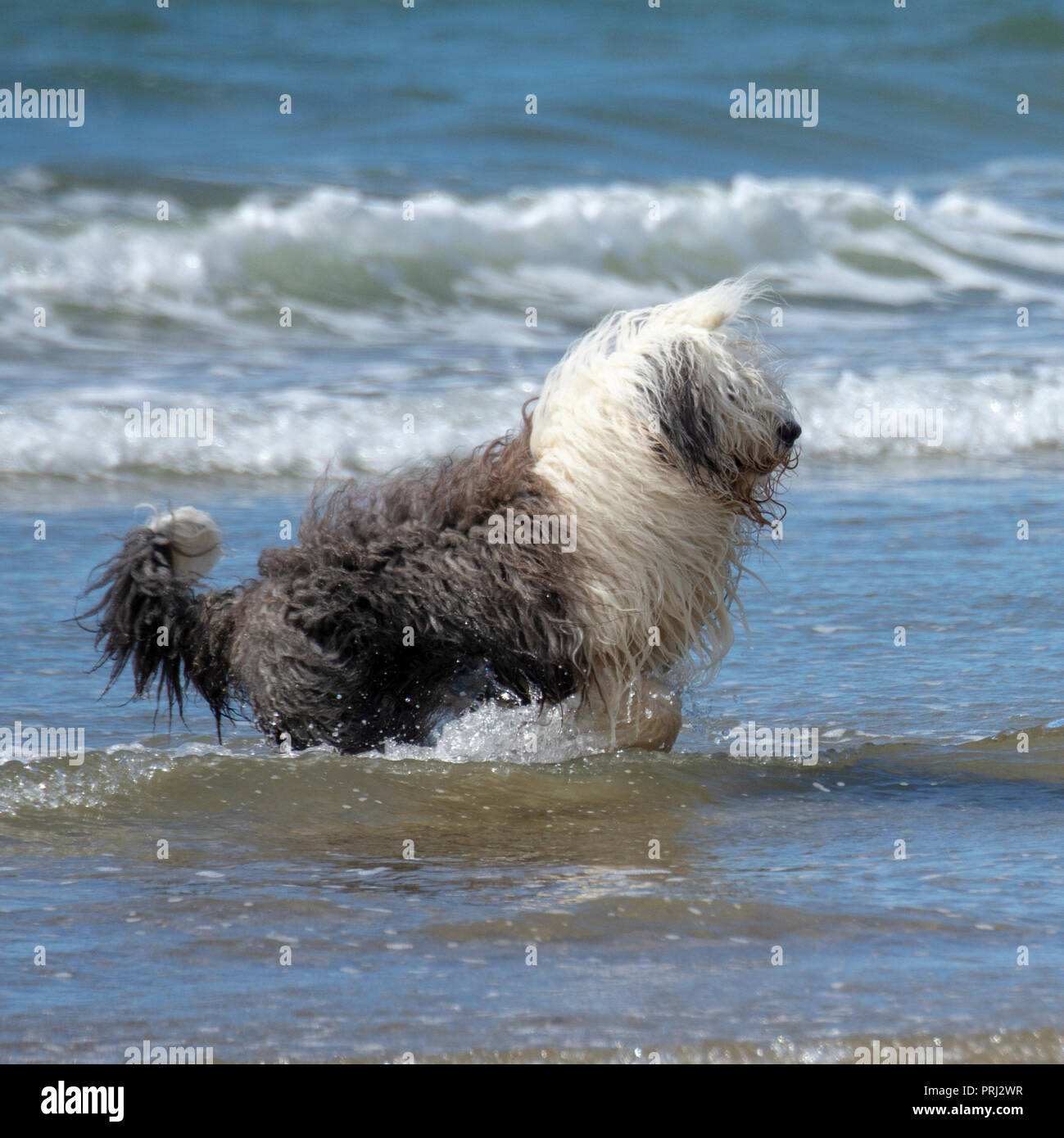English sheepdog running in the sea Stock Photo - Alamy