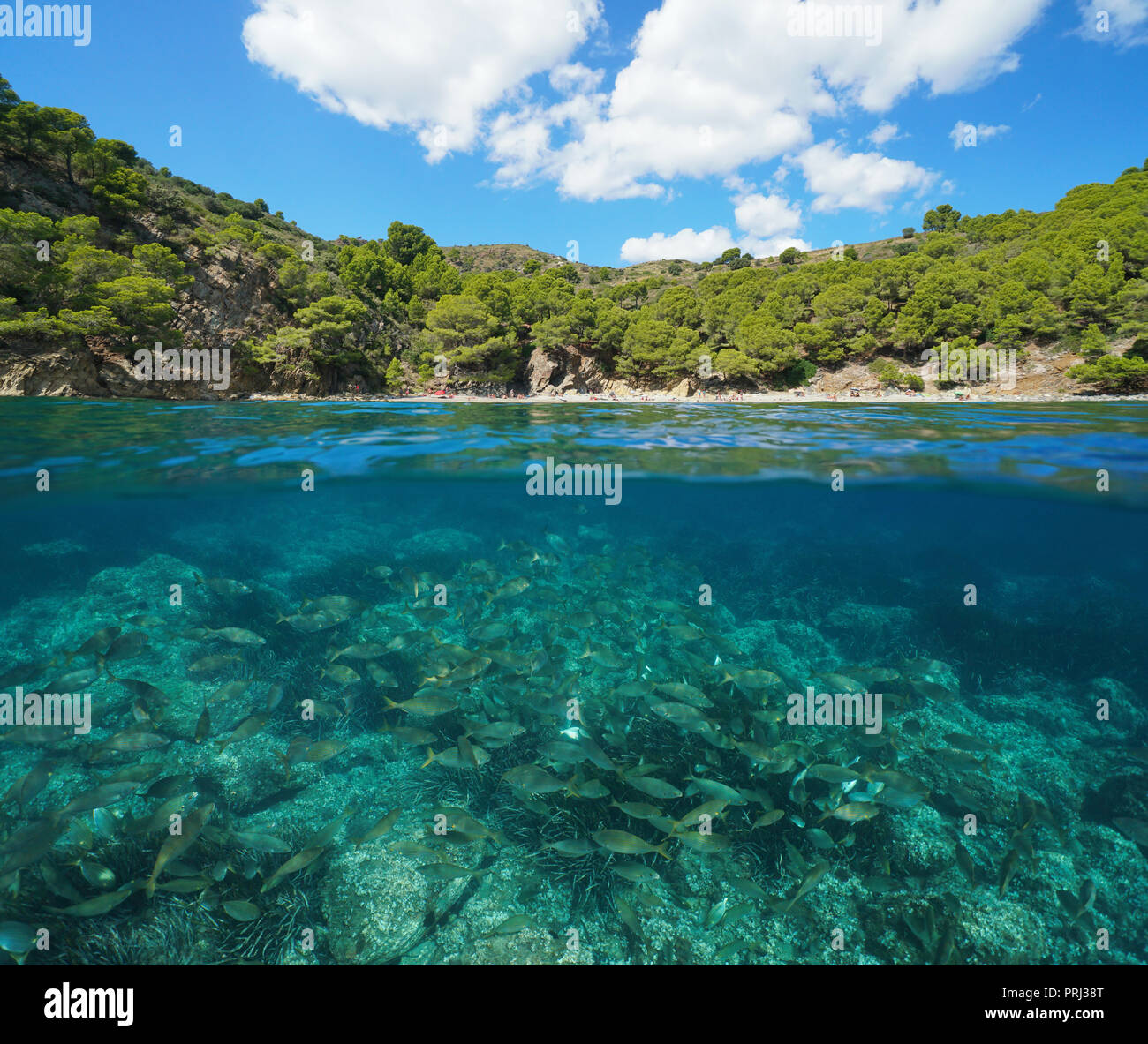 Spain Mediterranean sea coastline on the Costa Brava with a shoal of ...