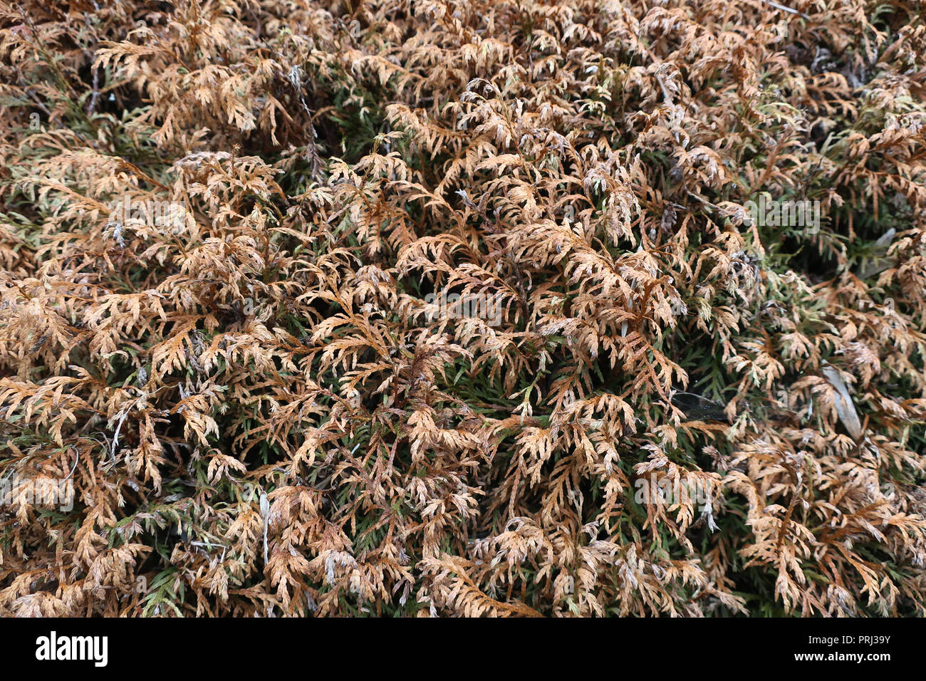 Dead brown conifer showing effects of drought Stock Photo - Alamy