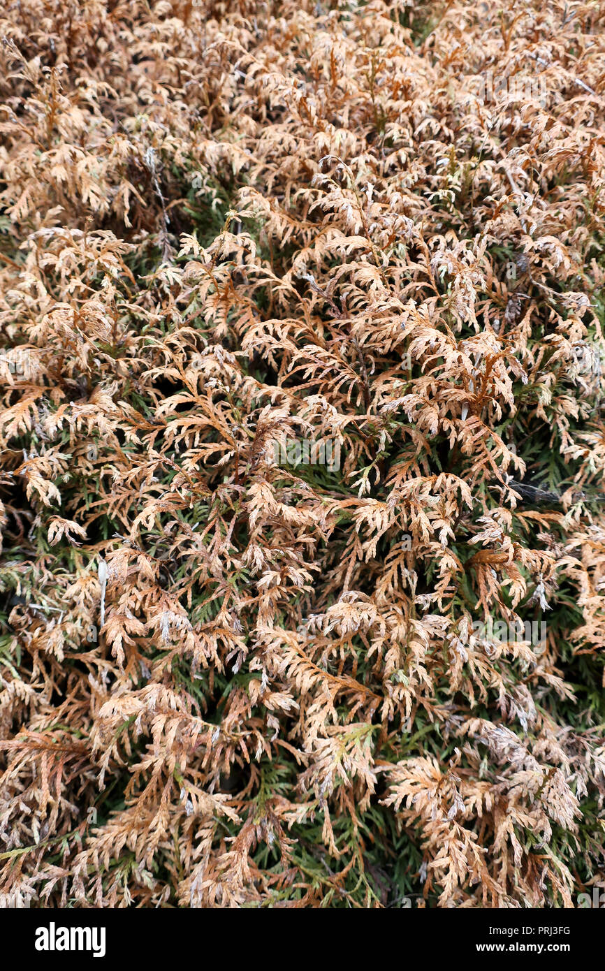 Dead brown conifer showing effects of drought Stock Photo - Alamy