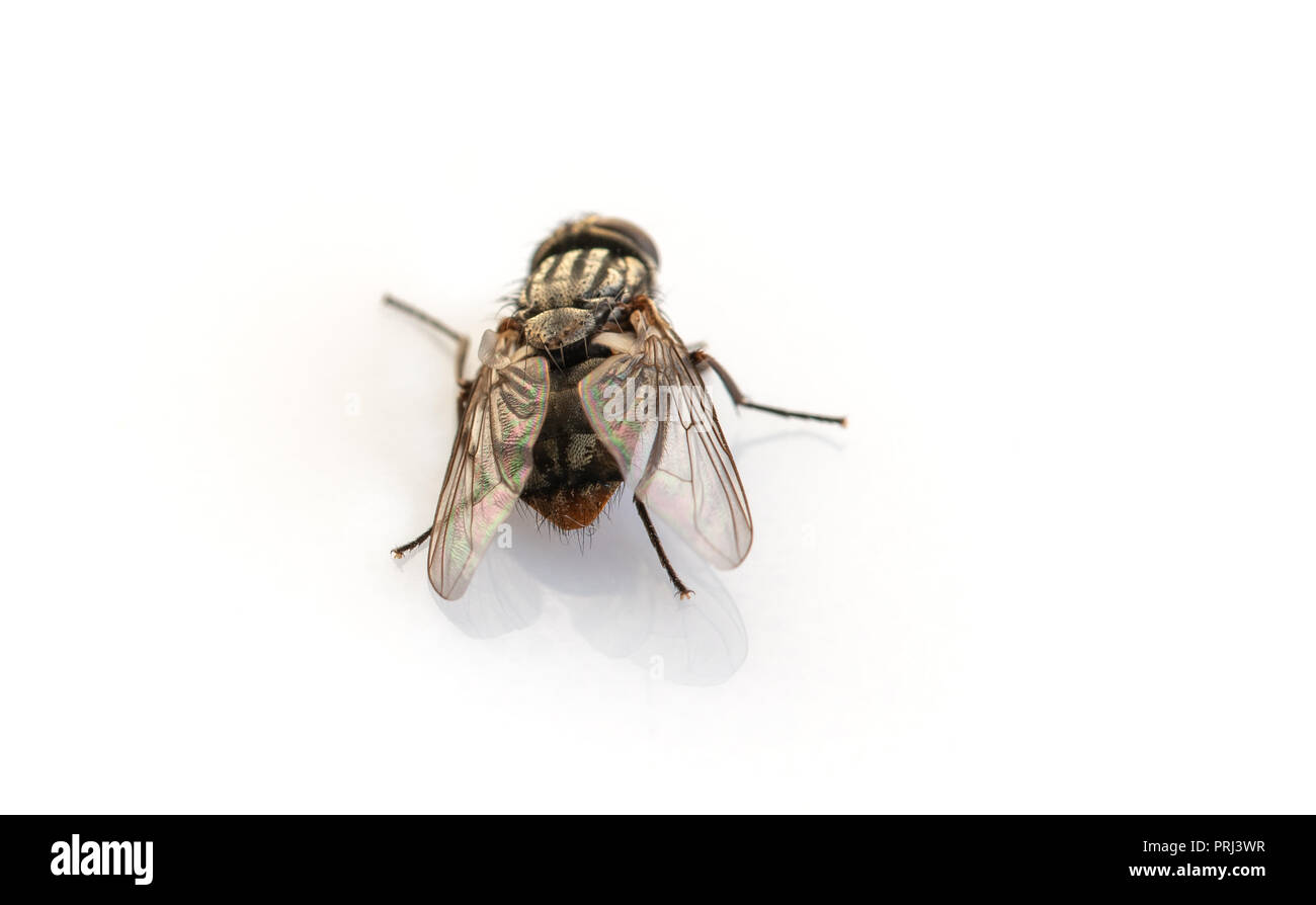 close up of a fly in white background Stock Photo - Alamy