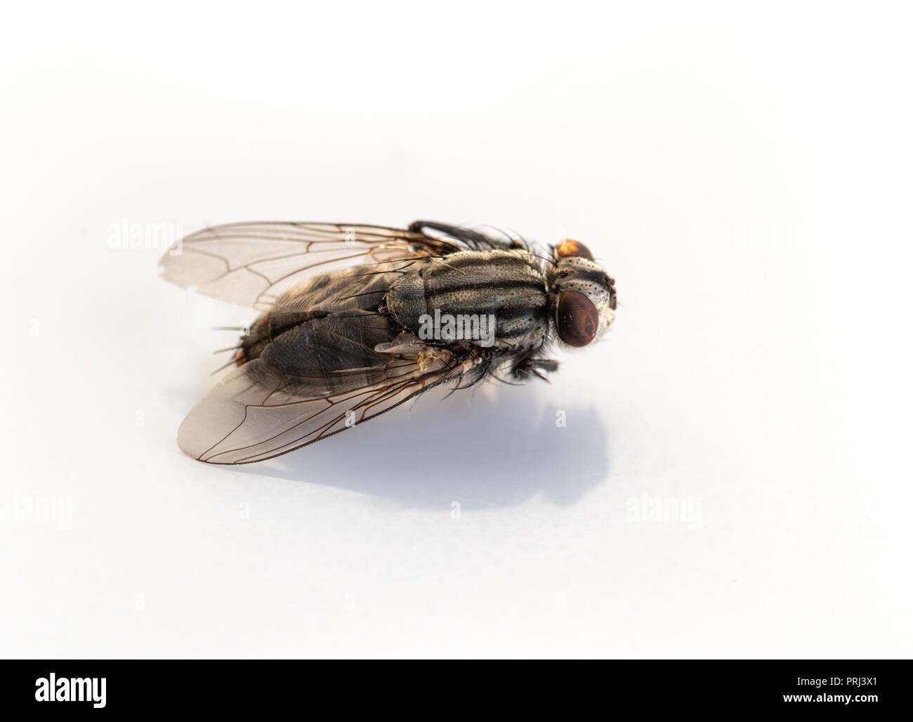 close up of a fly in white background Stock Photo - Alamy