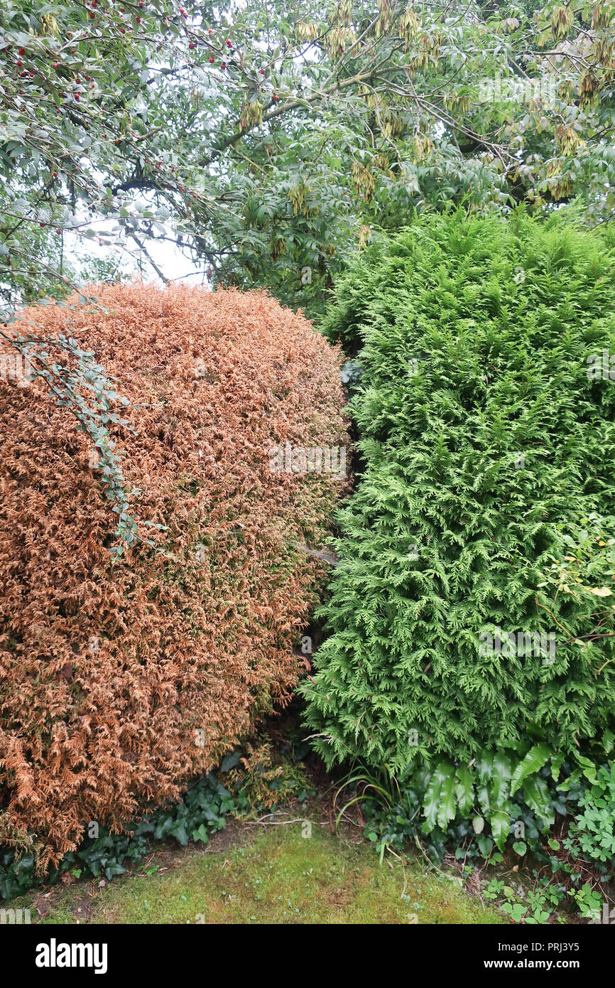 Dead brown conifer showing effects of drought Stock Photo - Alamy