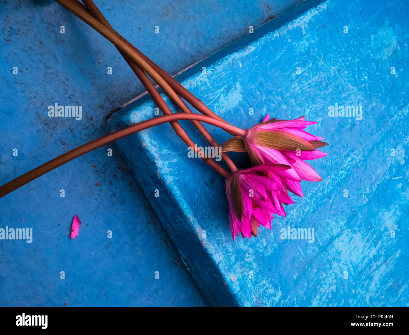 A bunch of lotus flower stems Stock Photo - Alamy
