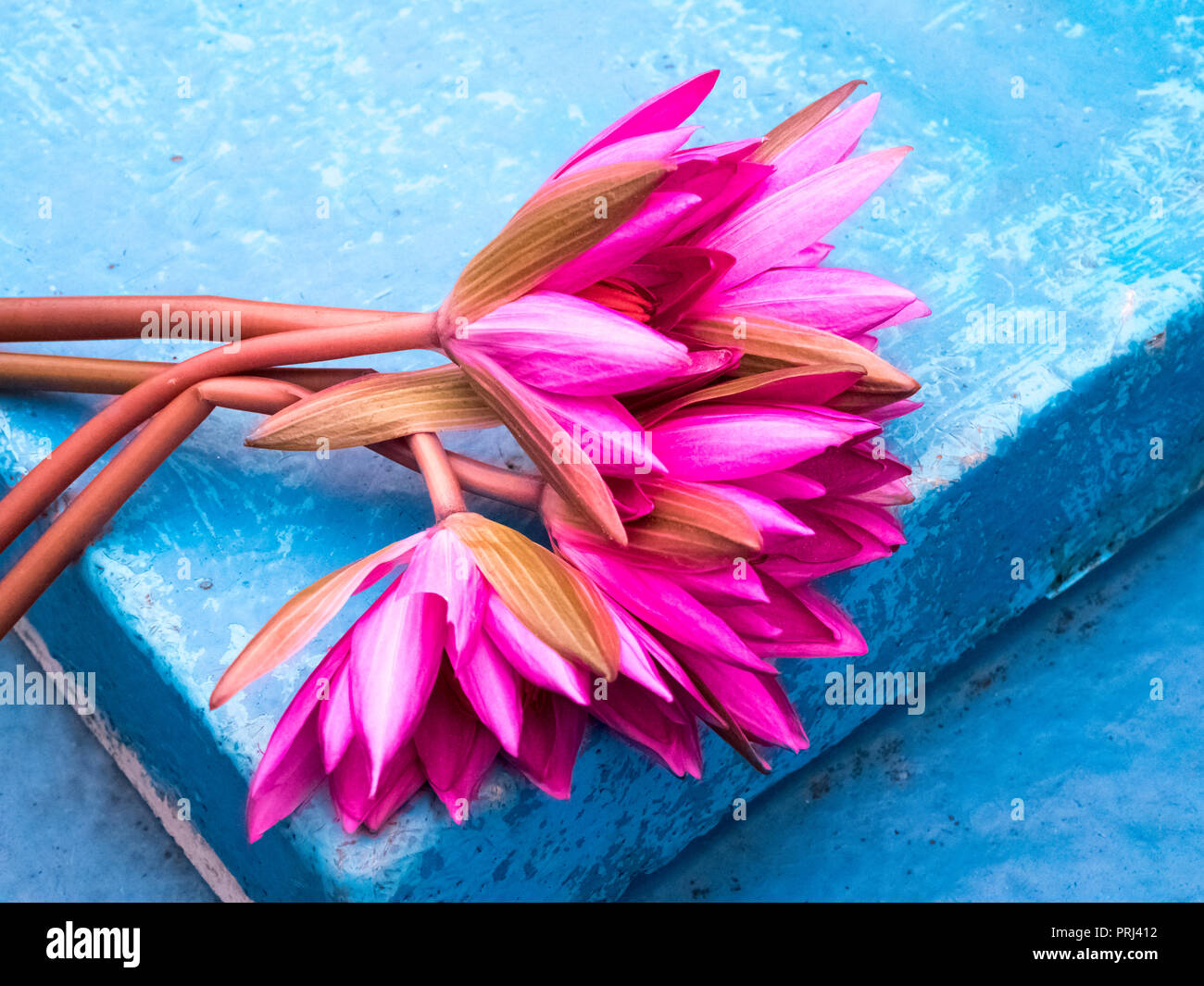 A bunch of lotus flower stems Stock Photo - Alamy