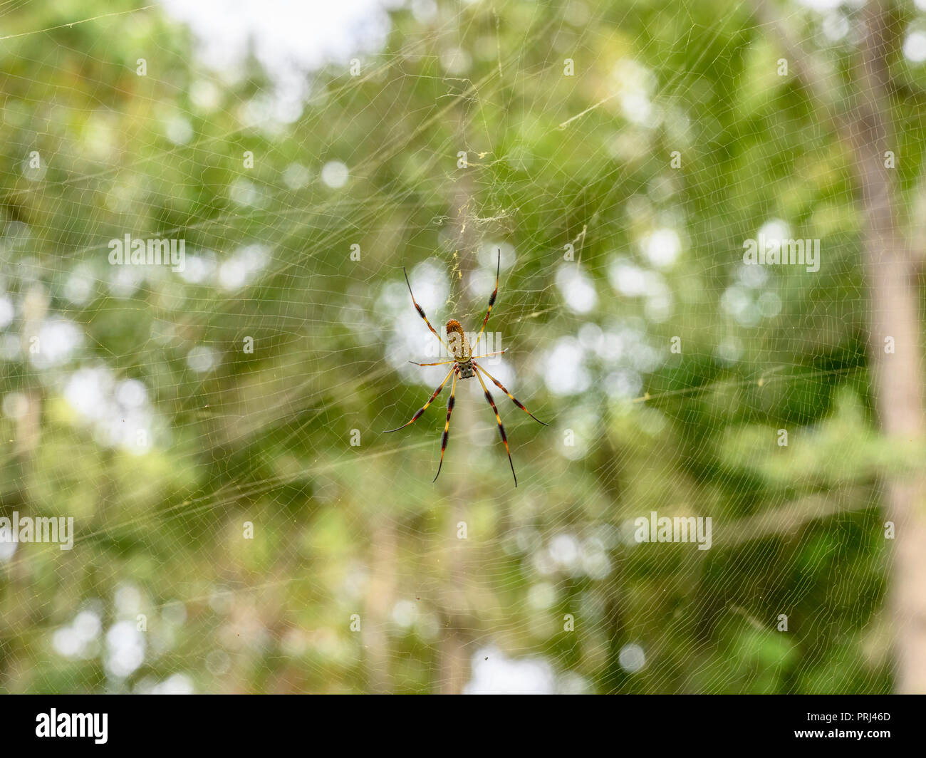 Golden silk spider hi-res stock photography and images - Alamy