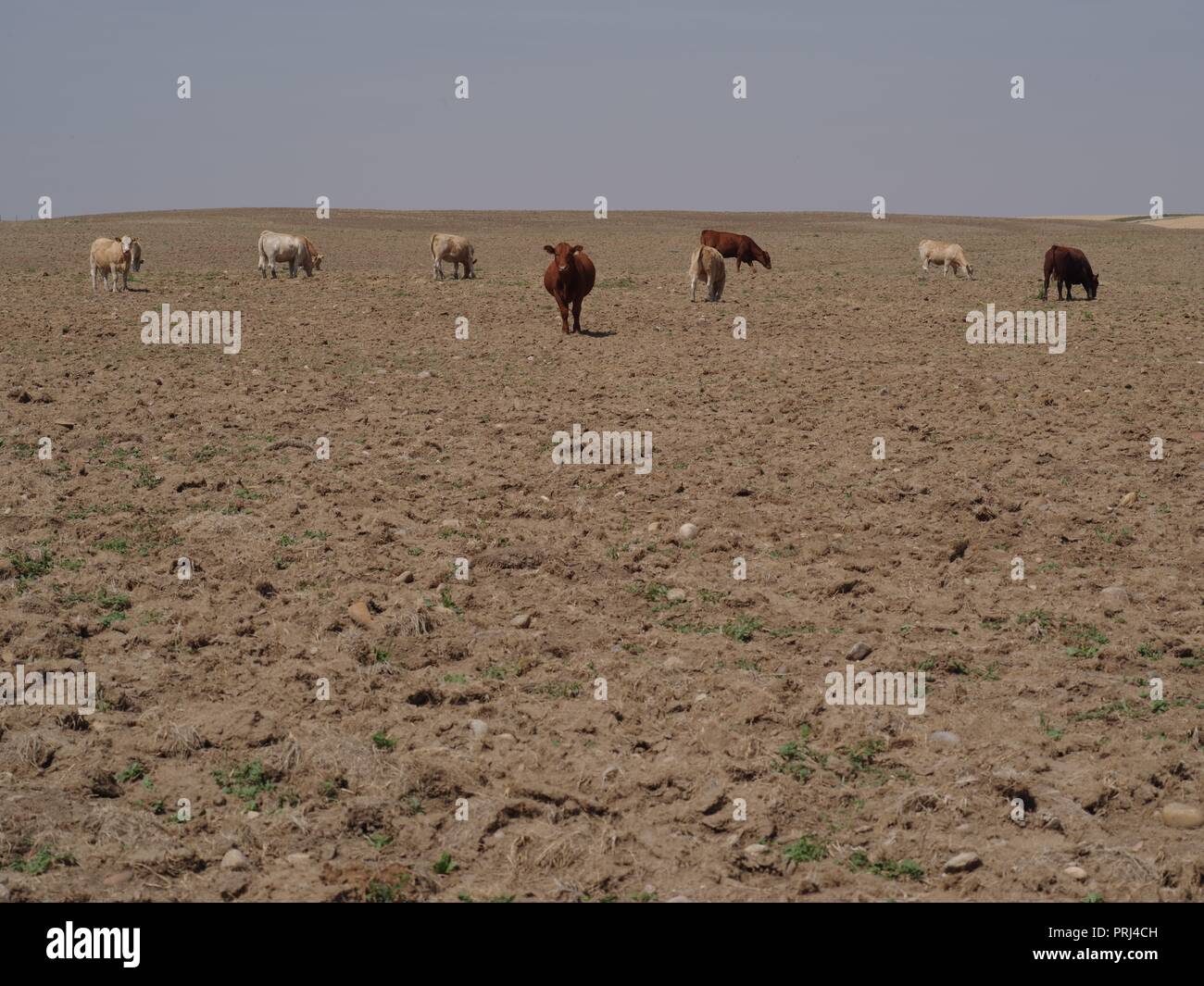 Cattle in field, drought year, Saskatchewan, Canada, Brian Martin RMSF ...