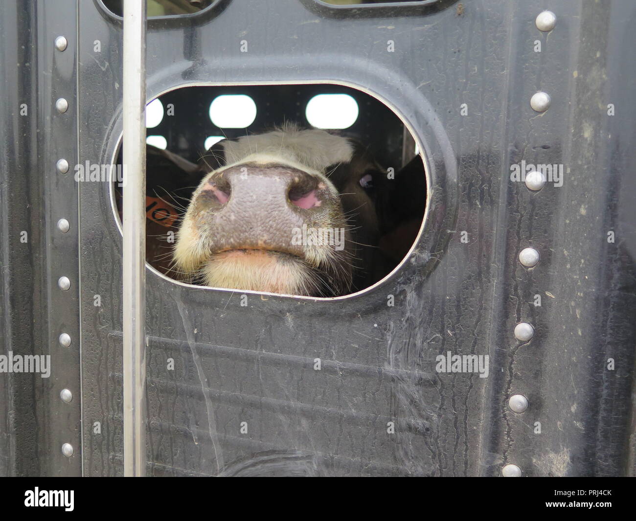 Cattle heading to auction in a trailer, Brian Martin RMSF Stock Photo ...