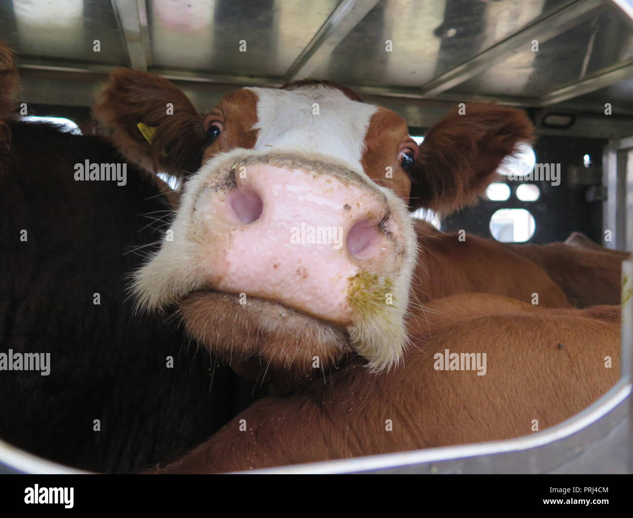 Cattle heading to auction in a trailer, Brian Martin RMSF Stock Photo ...