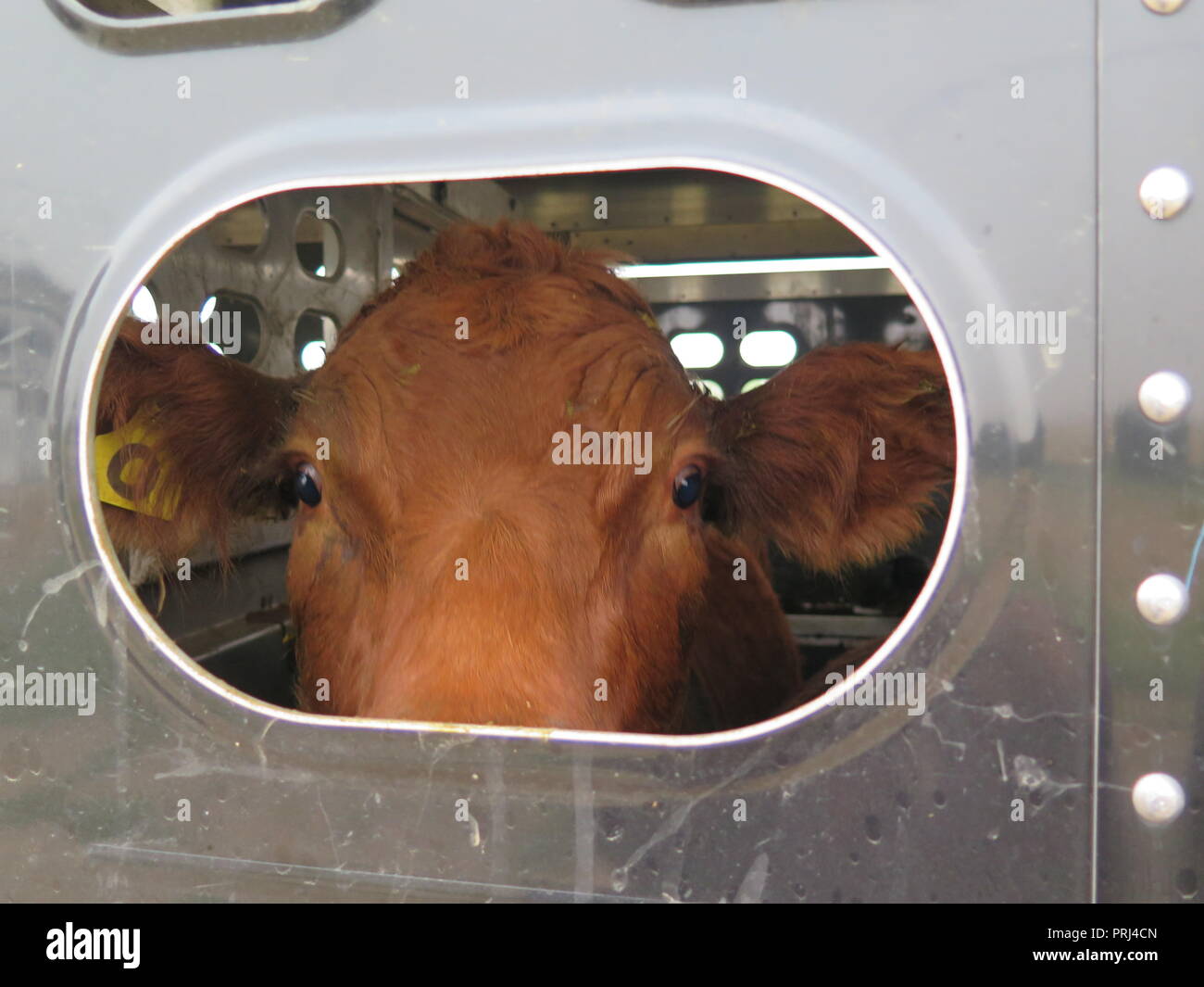 Cattle heading to auction in a trailer, Brian Martin RMSF Stock Photo ...