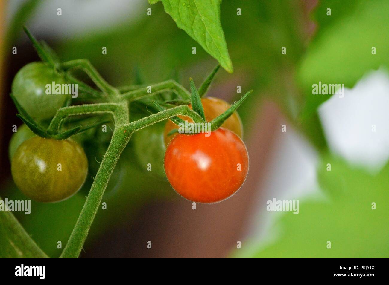 Wild tomatoes hi-res stock photography and images - Alamy