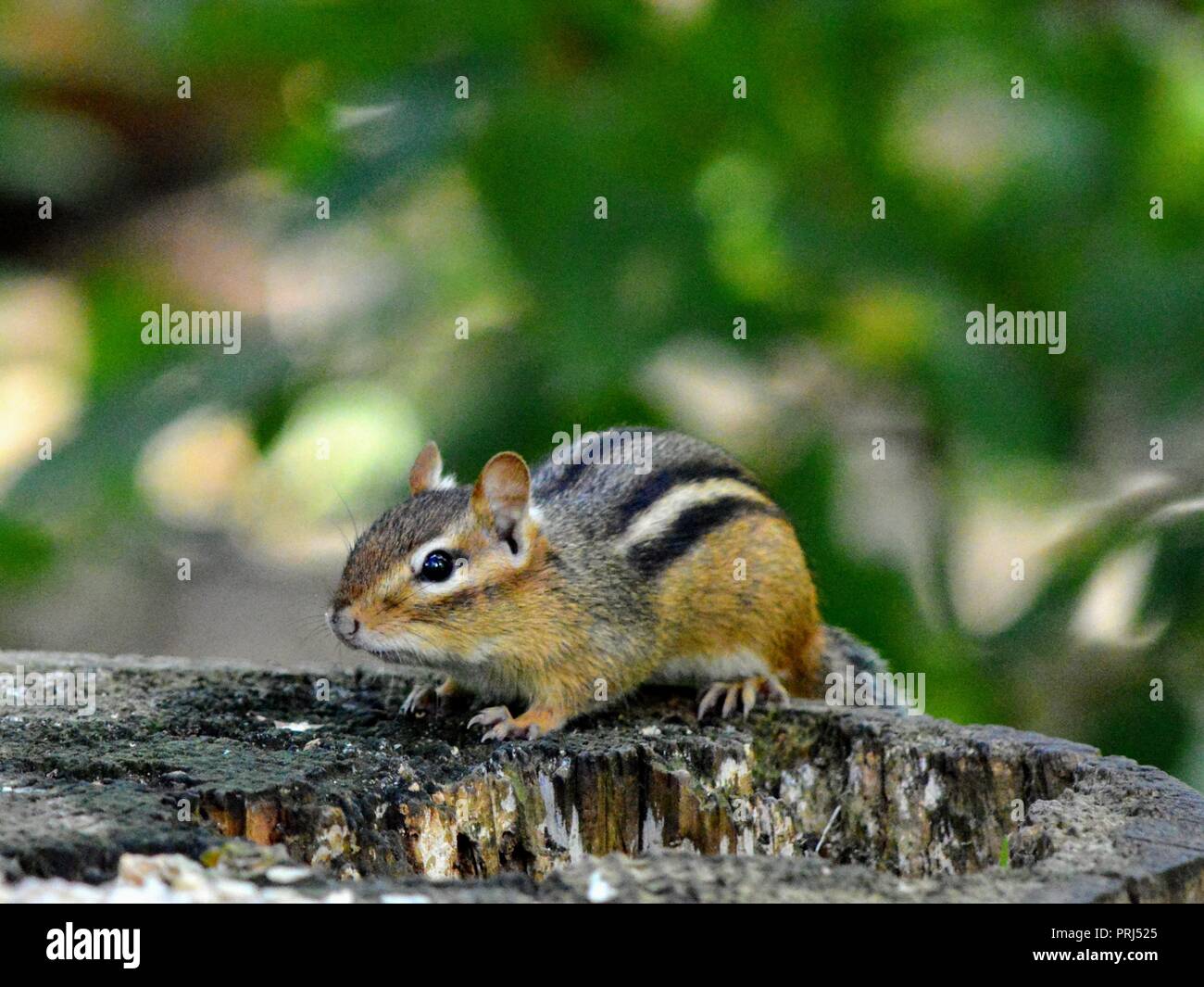 Close up of a chipmunk on a stump with a green forest background Stock ...