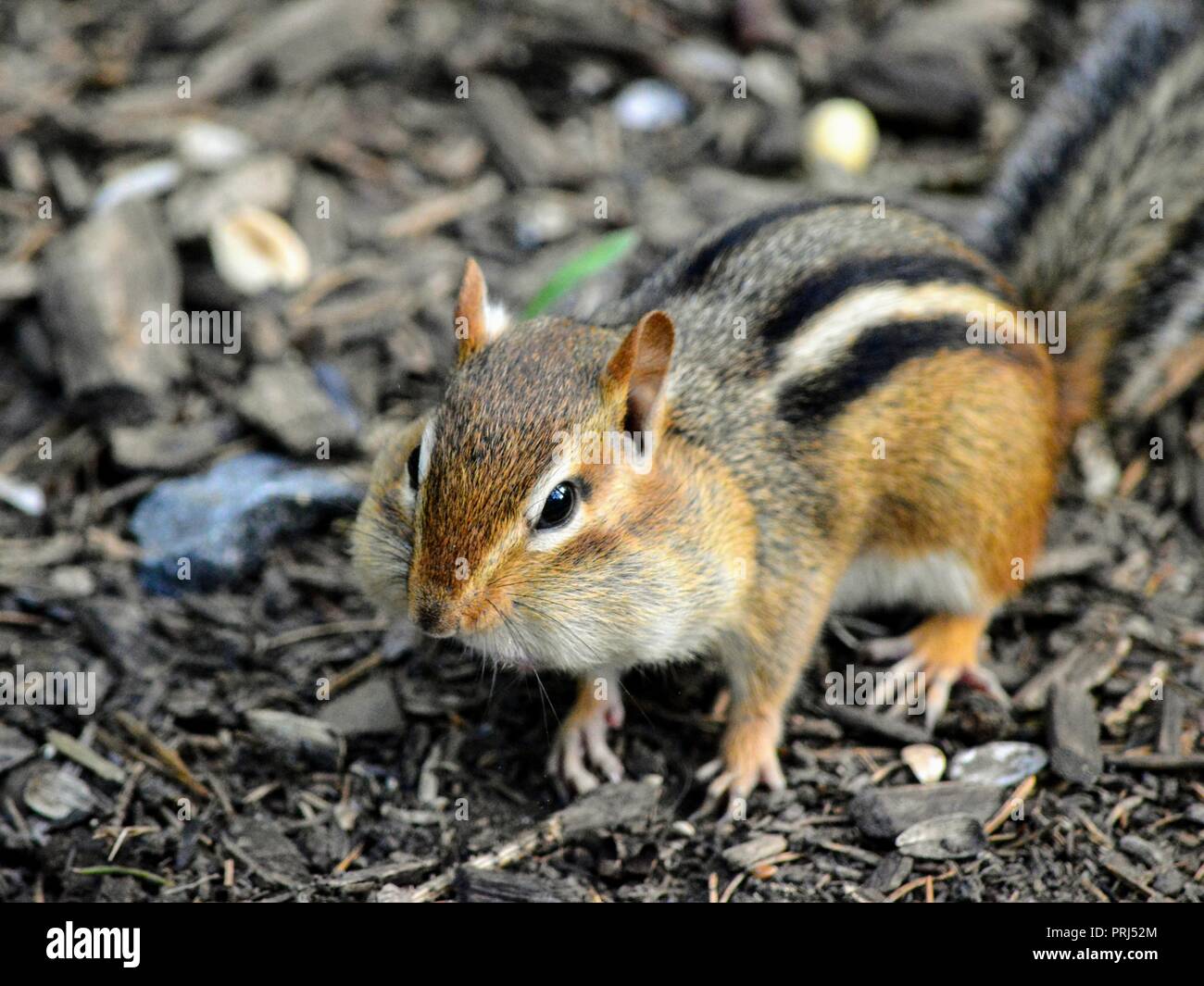 Chipmunk chubby cheeks hi-res stock photography and images - Alamy
