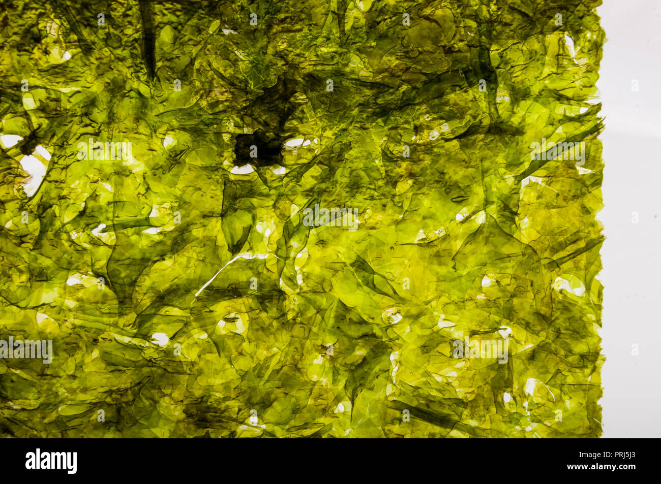 nori chips on a white ceramic plate, seaweed sheets, macro, close-up ...