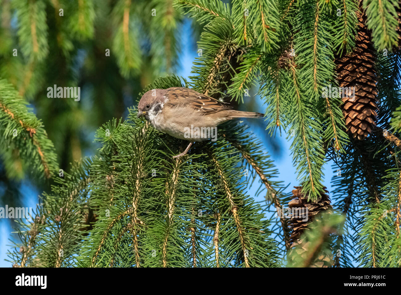 The house sparrow (Passer domesticus) is a bird of the sparrow family ...