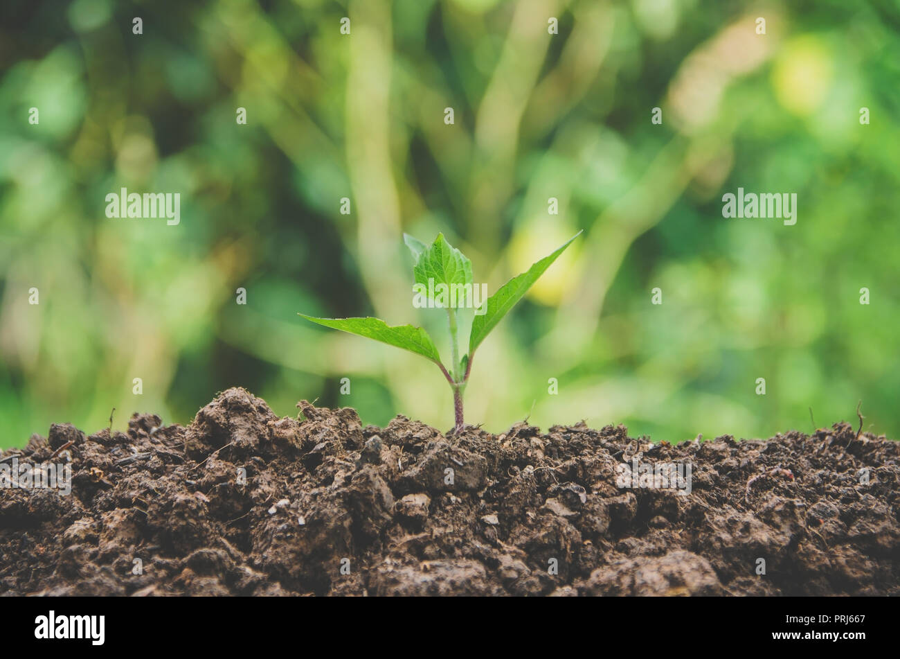 Young plant and fresh sapling in the soil with morning light, Greenery ...