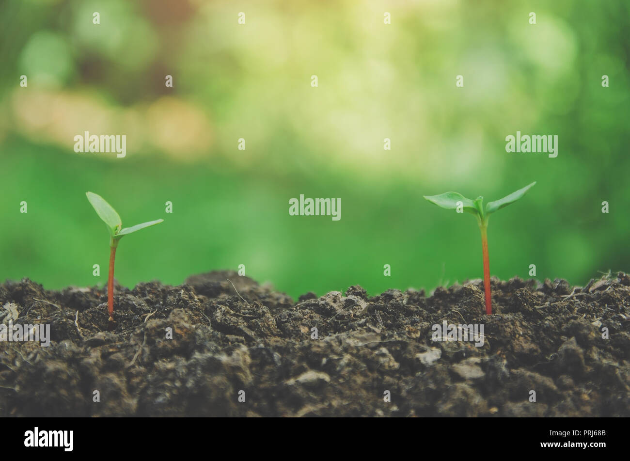 Young plant and fresh sapling in the soil with morning light, Greenery ...