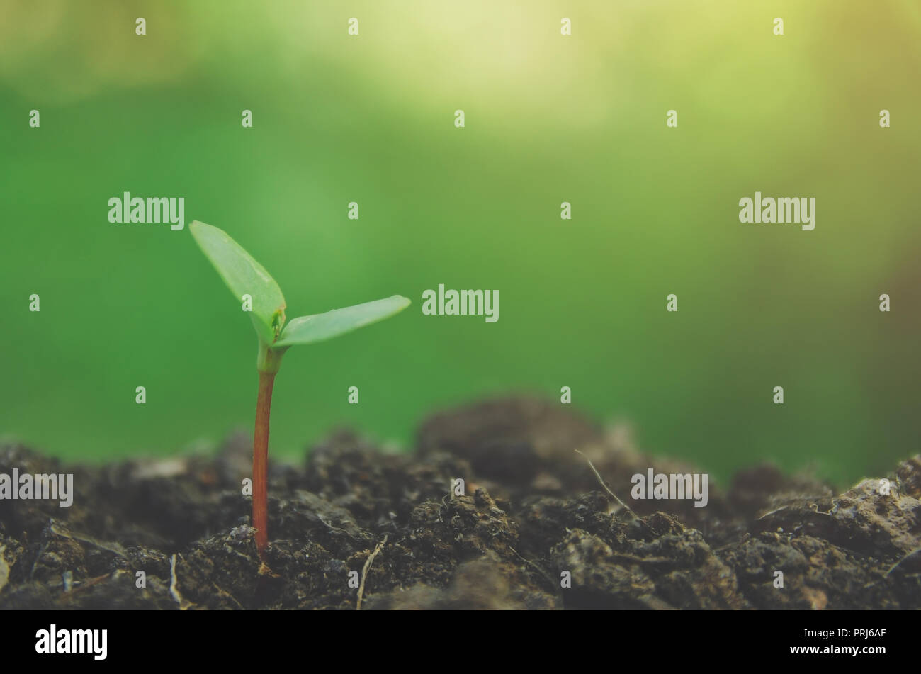 Young plant and fresh sapling in the soil with morning light, Greenery ...
