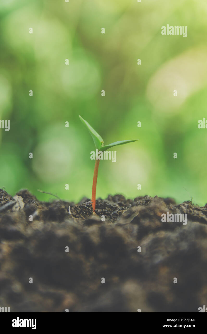 Young plant and fresh sapling in the soil with morning light, Greenery ...