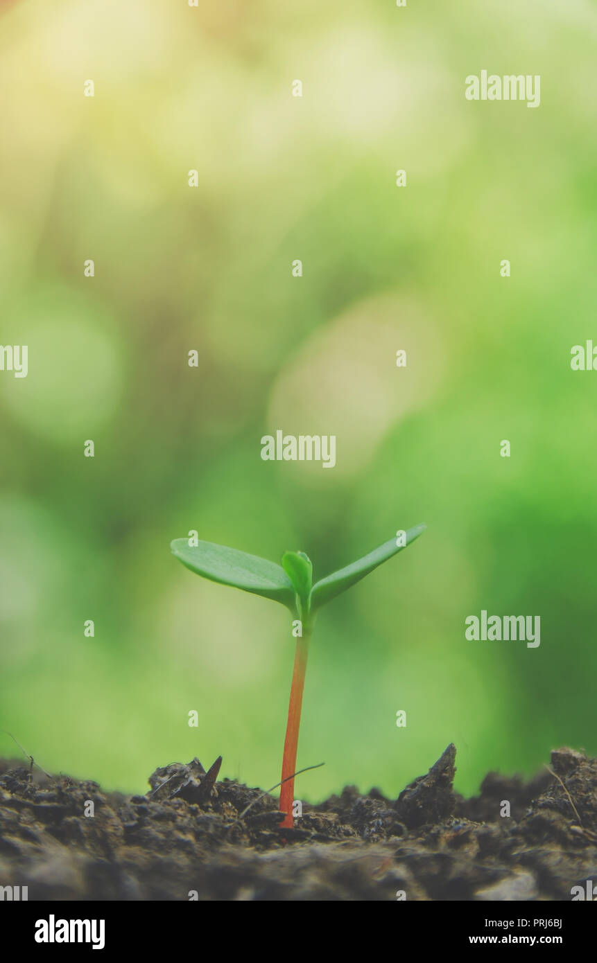 Young plant and fresh sapling in the soil with morning light, Greenery ...