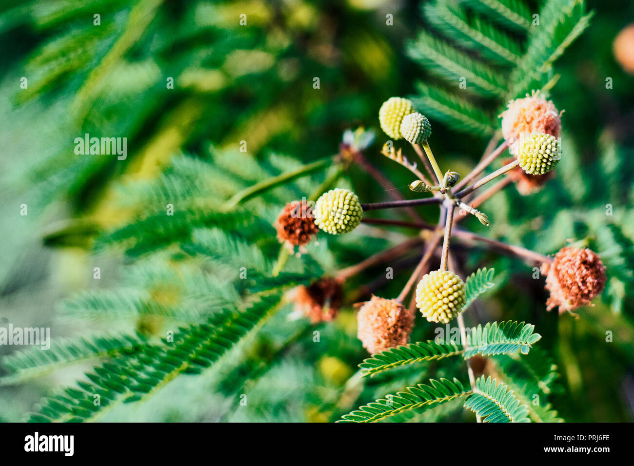 Plant with flowers of molecular shape on green background Stock Photo ...