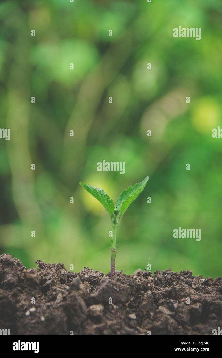 Young plant and fresh sapling in the soil with morning light, Greenery ...