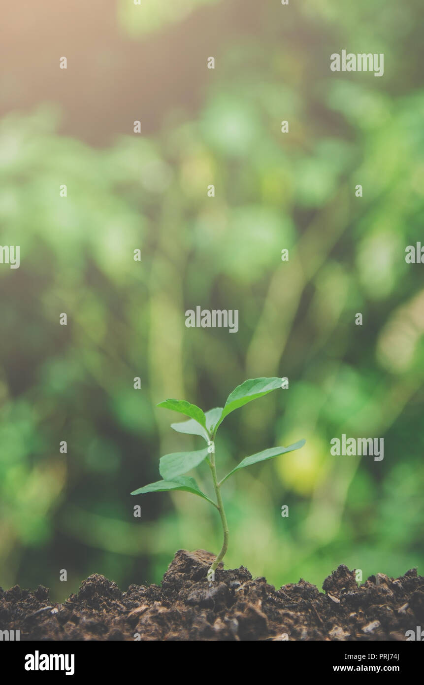 Young plant and fresh sapling in the soil with morning light, Greenery ...
